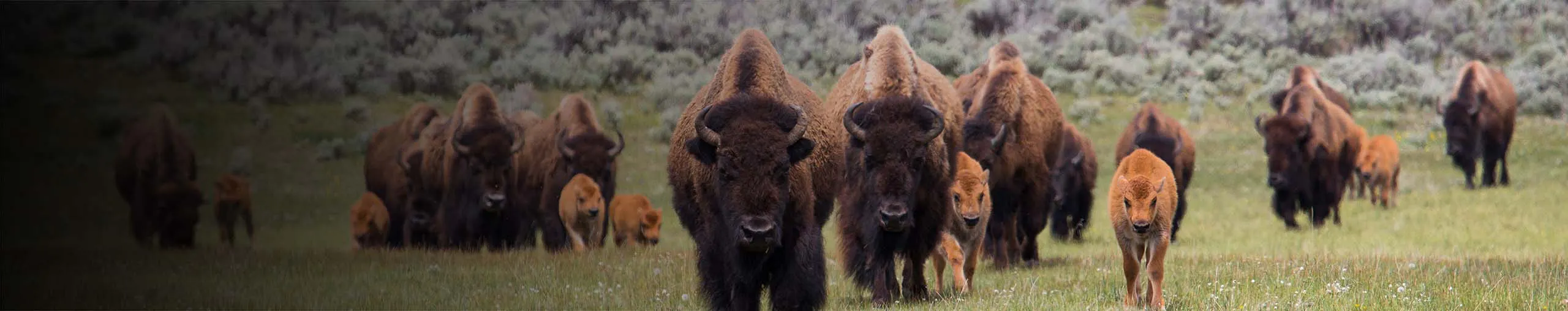 Yellowstone Wolves and Coyotes by Yellowstone Sound Library | SFX - Artlist