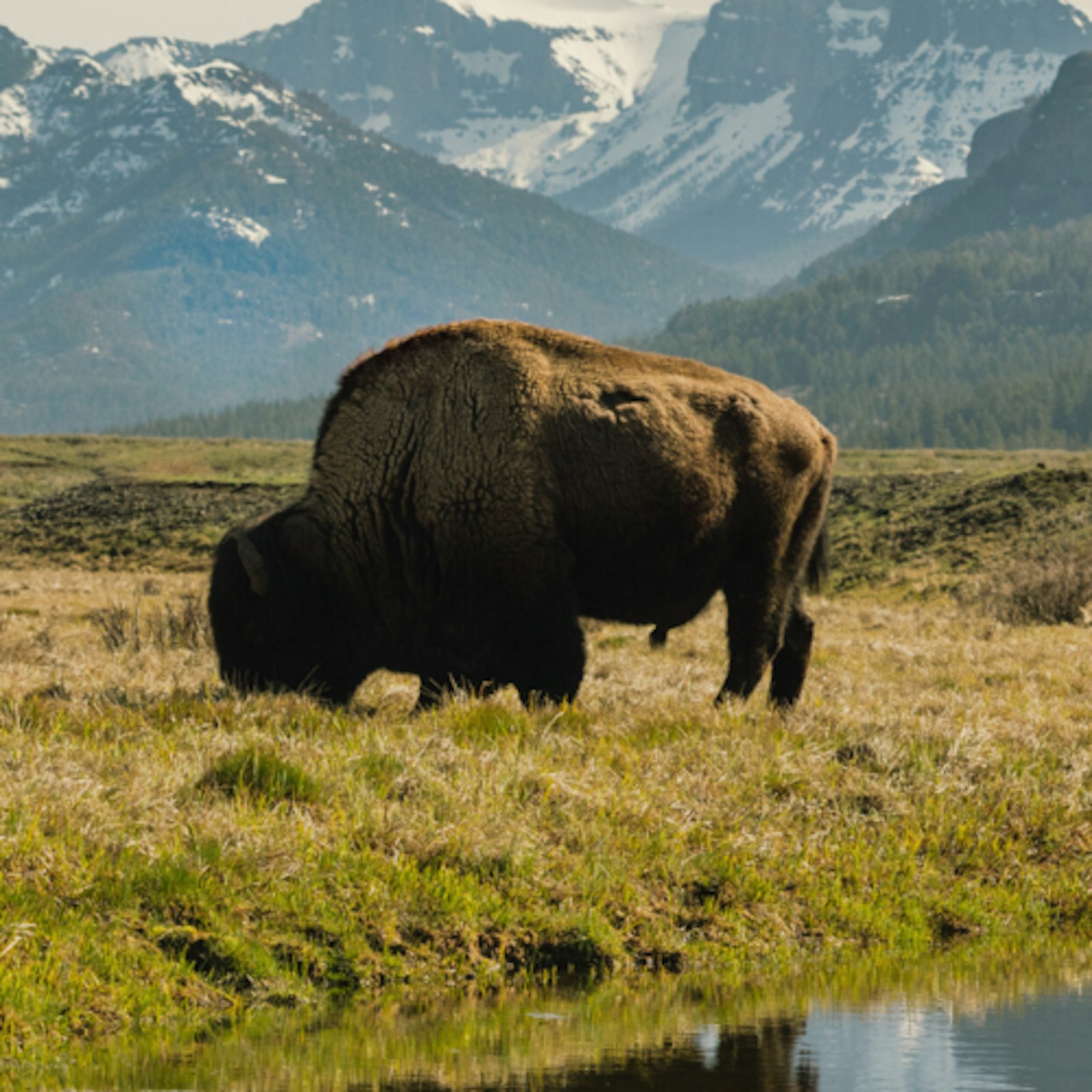 Yellowstone Mammals by Yellowstone Sound Library | SFX - Artlist