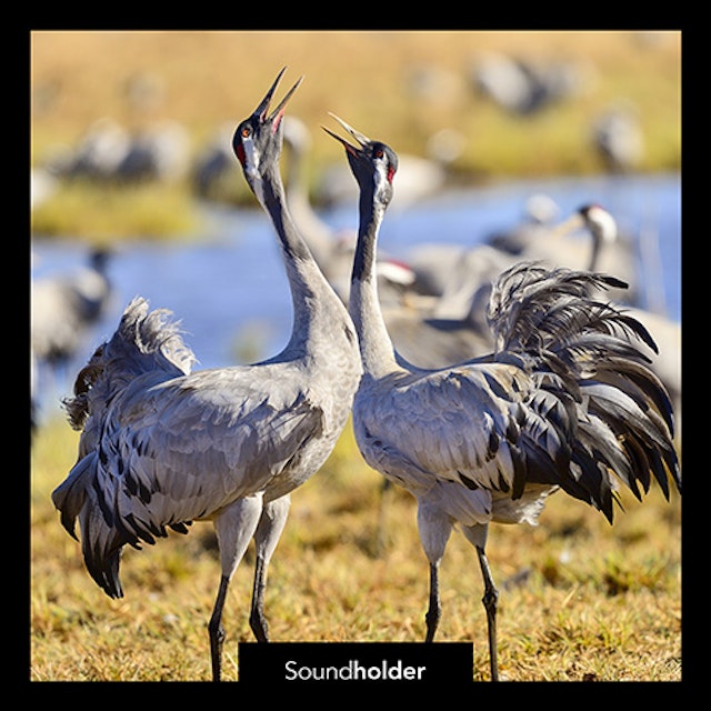 Eurasian Cranes by Soundholder | SFX - Artlist